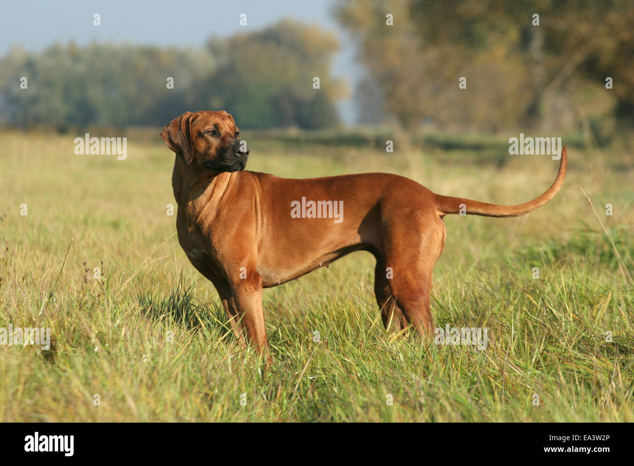 Rhodesian Ridgeback on meadow Stock Photo - Alamy