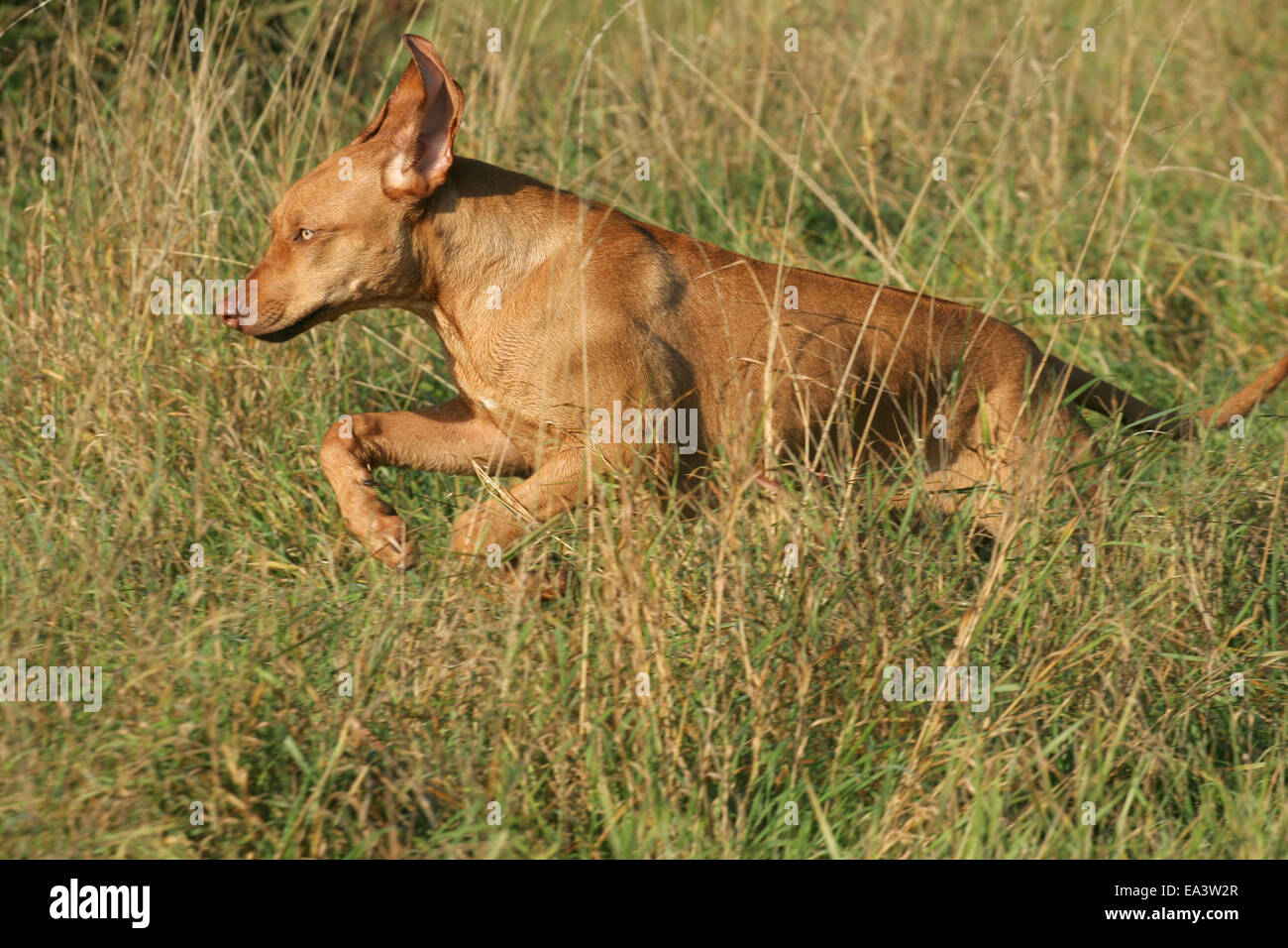 running Rhodesian Ridgeback Stock Photo - Alamy