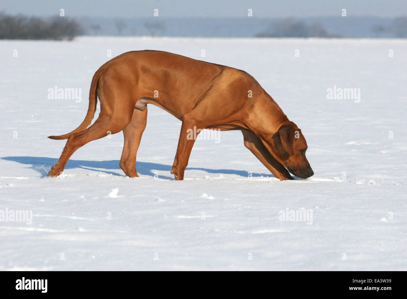 Rhodesian Ridgeback in snow Stock Photo - Alamy