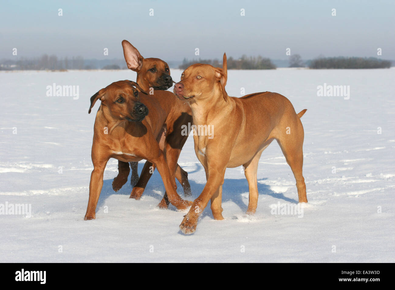 Dog rhodesian ridgeback african lion hi-res stock photography and ...