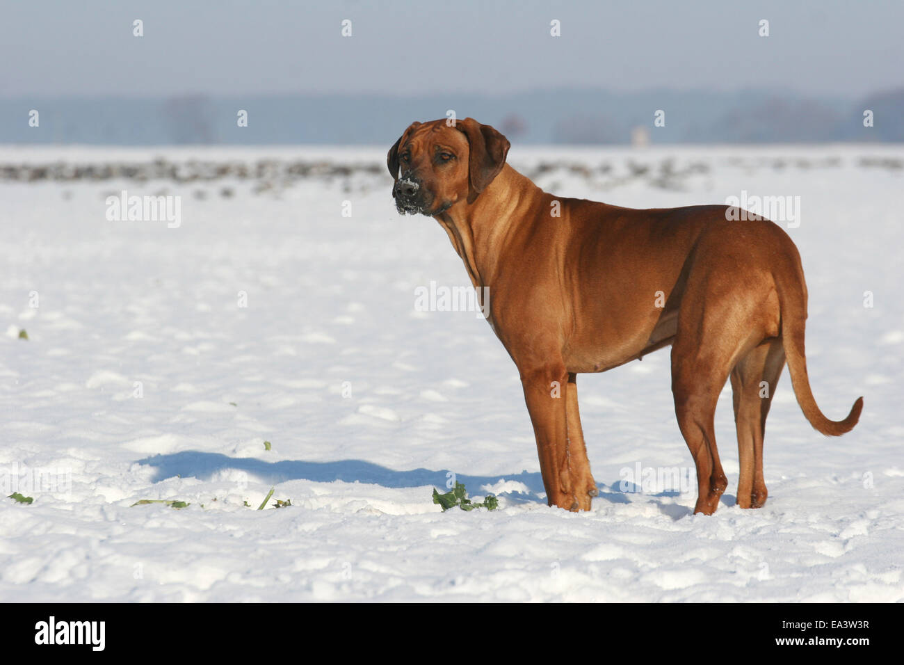 Rhodesian Ridgeback in snow Stock Photo - Alamy