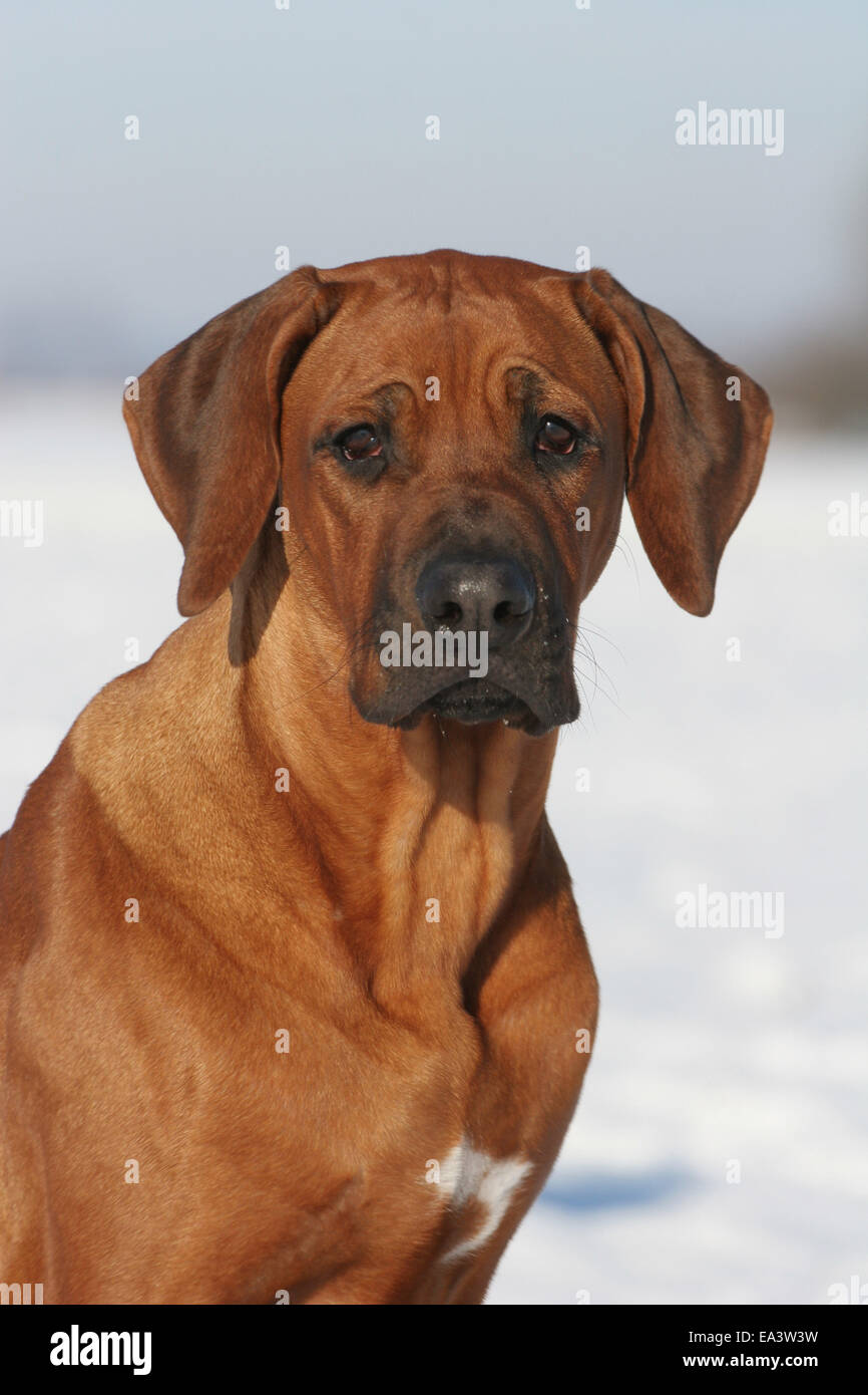 Rhodesian Ridgeback Portrait Stock Photo - Alamy