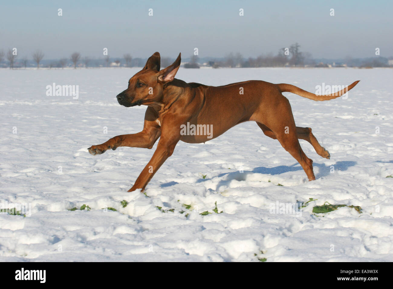 Rhodesian Ridgeback in snow Stock Photo - Alamy
