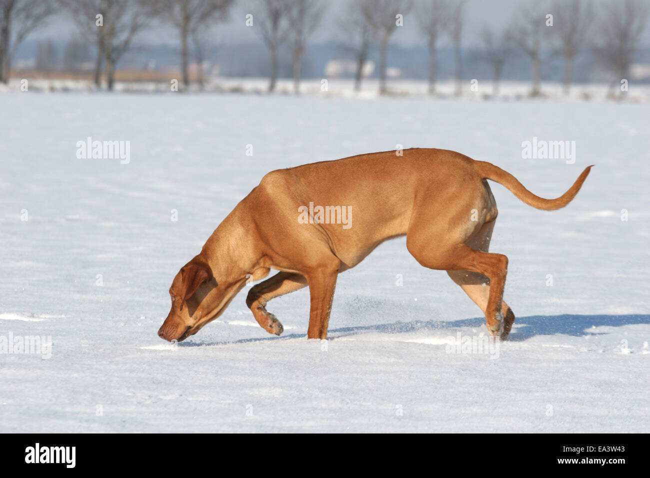 Rhodesian Ridgeback in snow Stock Photo - Alamy
