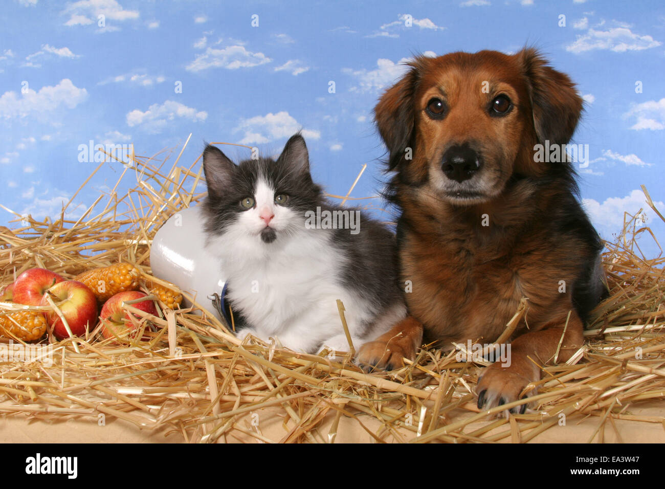 cat and dog Stock Photo - Alamy