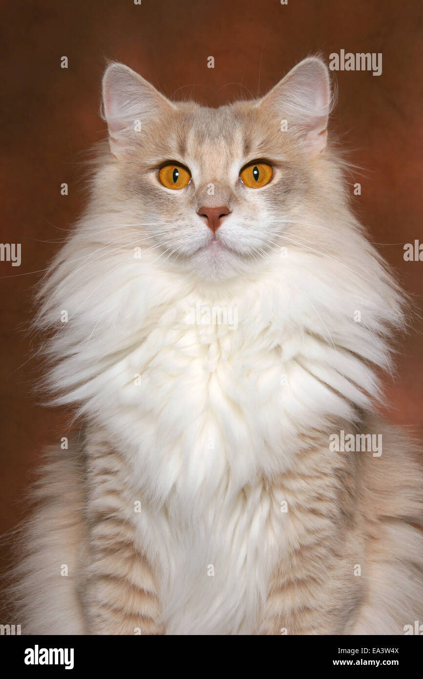 Brown Tabby And White Norwegian Forest Cat High Resolution Stock ...