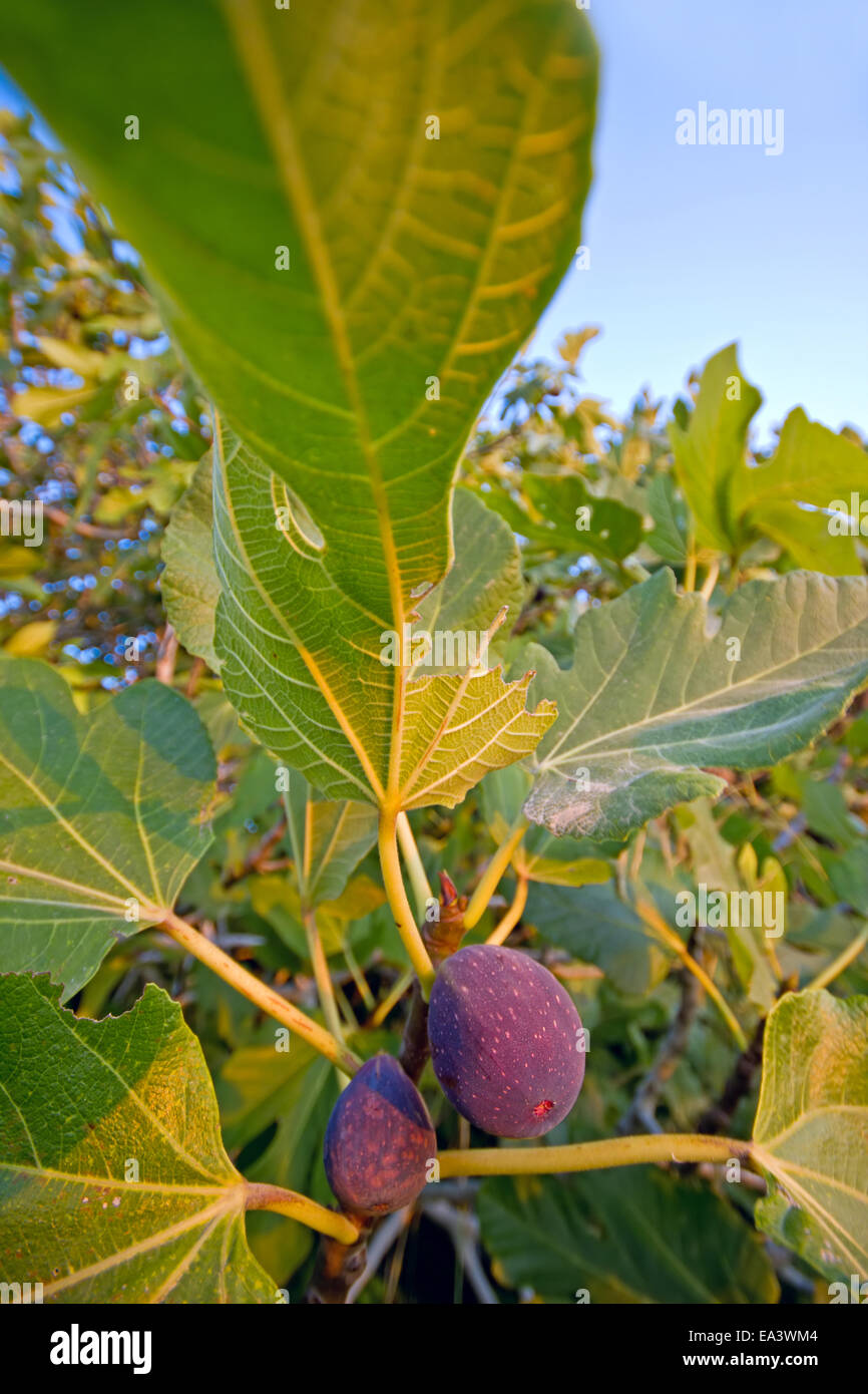 Sycamore fig hi-res stock photography and images - Alamy