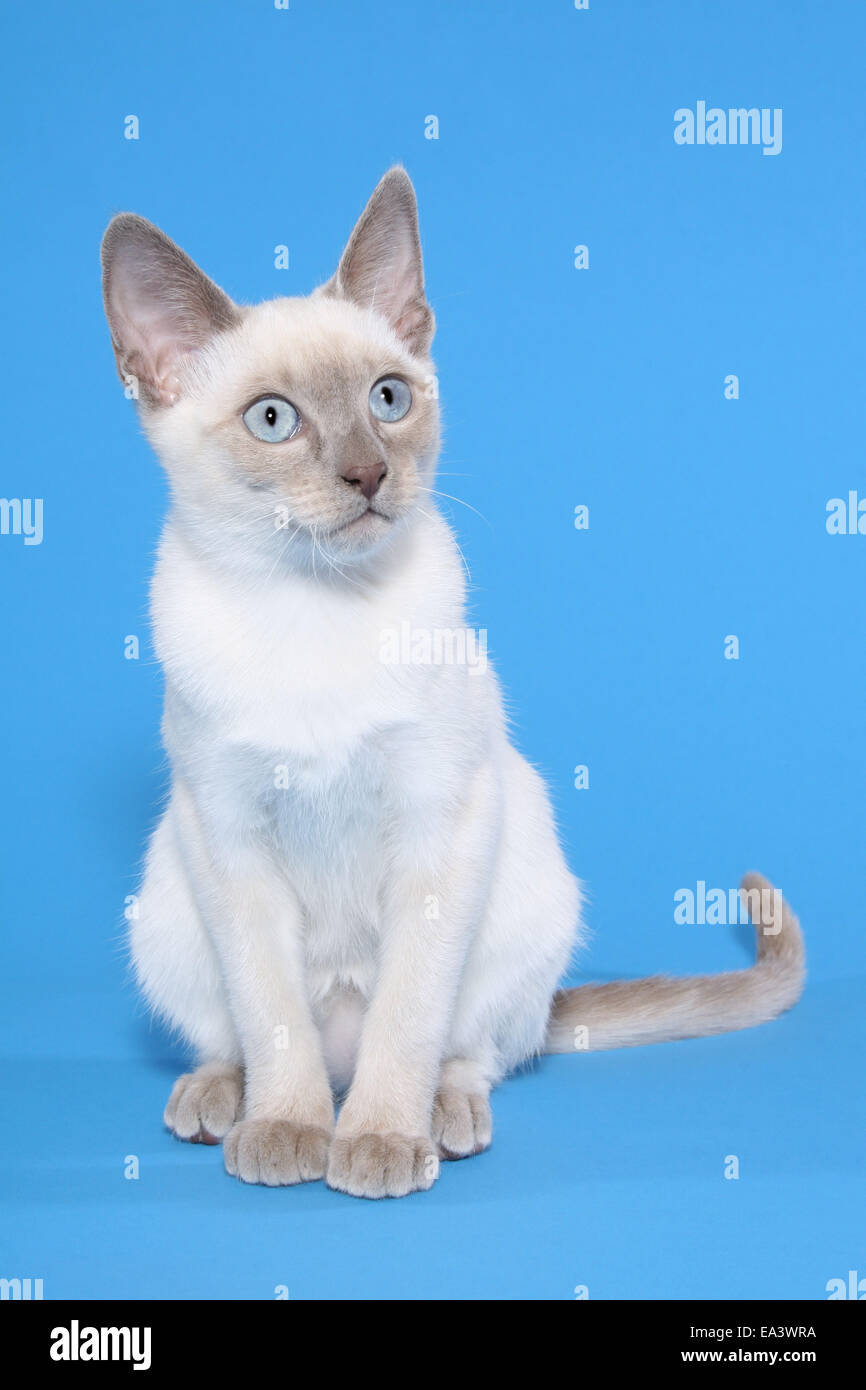 Thai lilac cat hi-res stock photography and images - Alamy