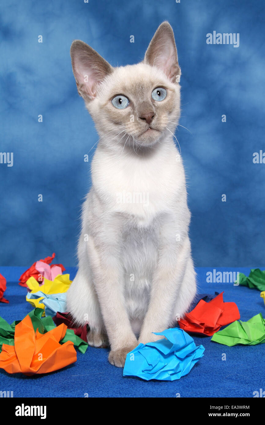 Young adult blue point hi-res stock photography and images - Alamy