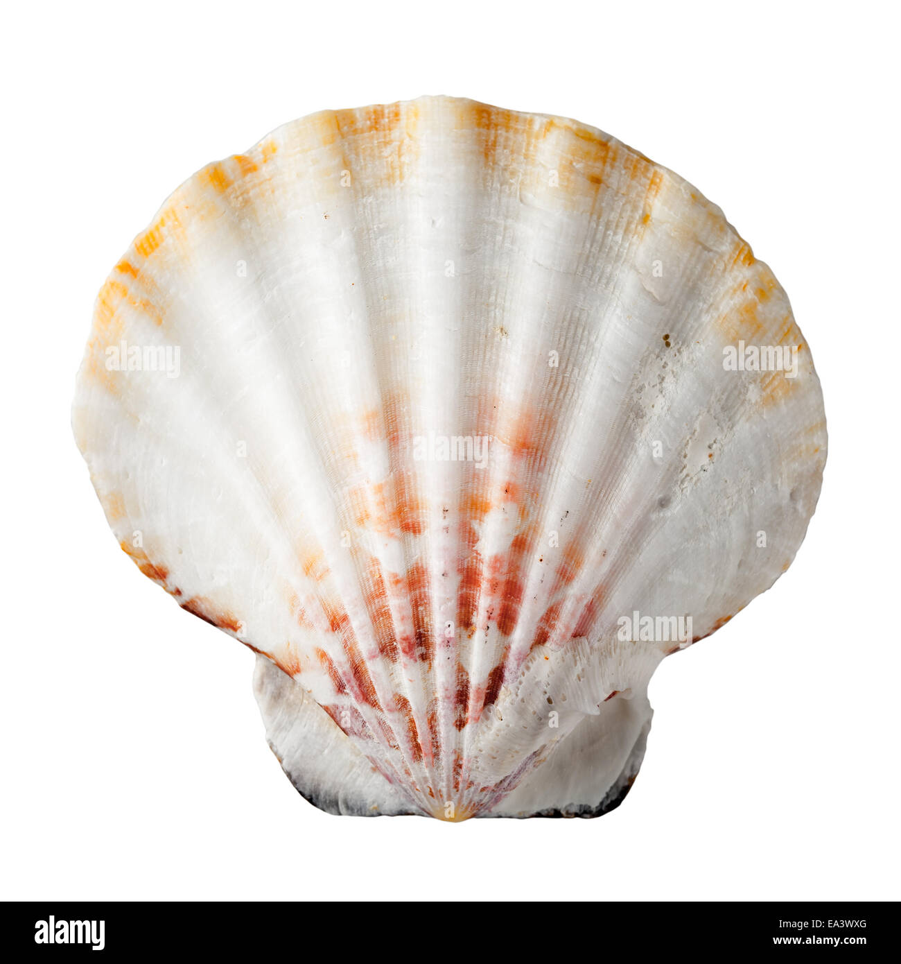 Shell pattern Cut Out Stock Images & Pictures - Alamy