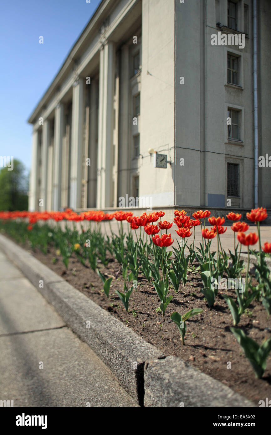 terry red tulips Stock Photo - Alamy