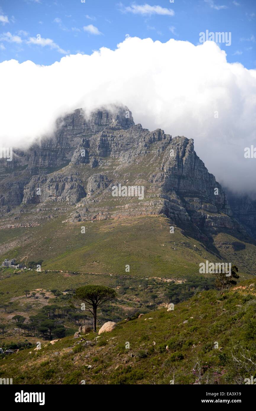 Table mountain plants hi-res stock photography and images - Alamy