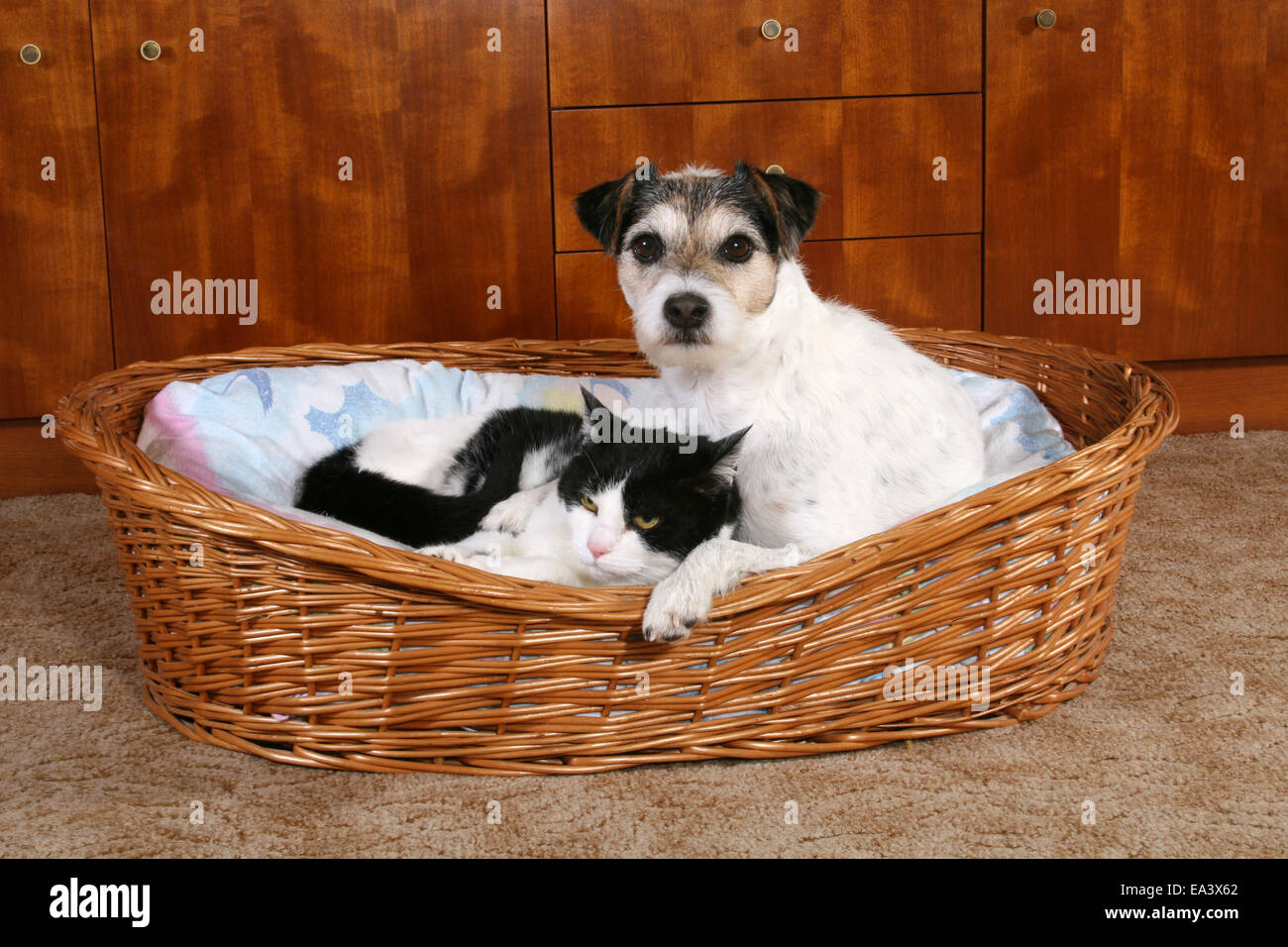 Parson Russell Terrier and cat Stock Photo - Alamy