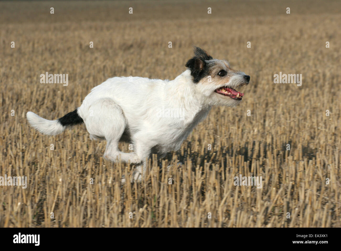 running Parson Russell Terrier Stock Photo - Alamy