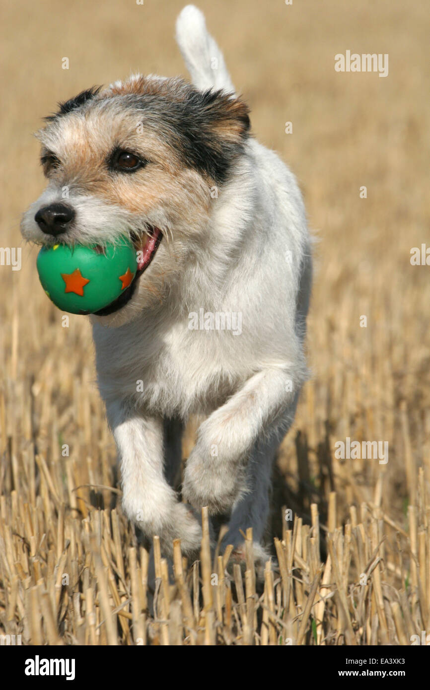 running Parson Russell Terrier Stock Photo - Alamy