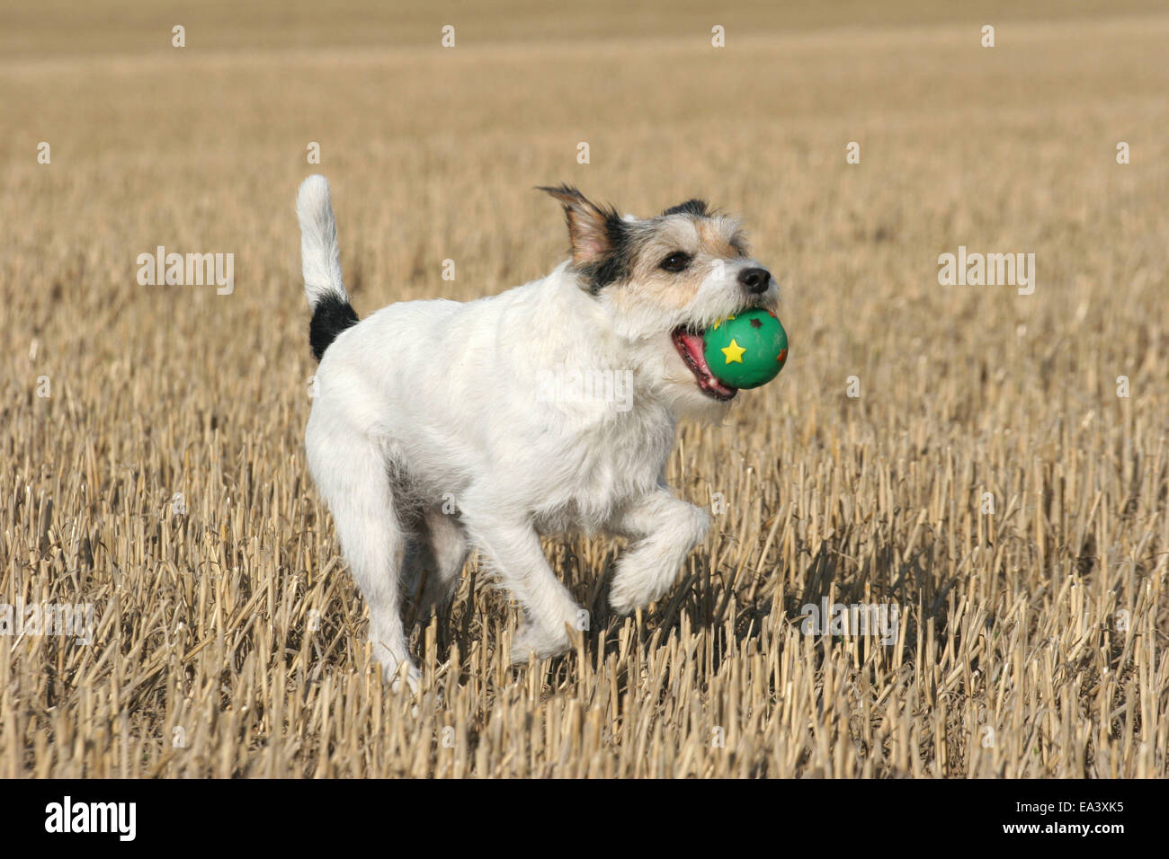 running Parson Russell Terrier Stock Photo - Alamy
