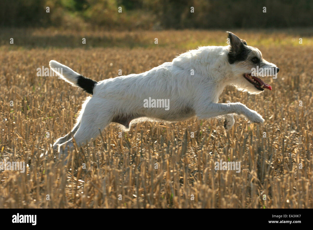 running Parson Russell Terrier Stock Photo - Alamy