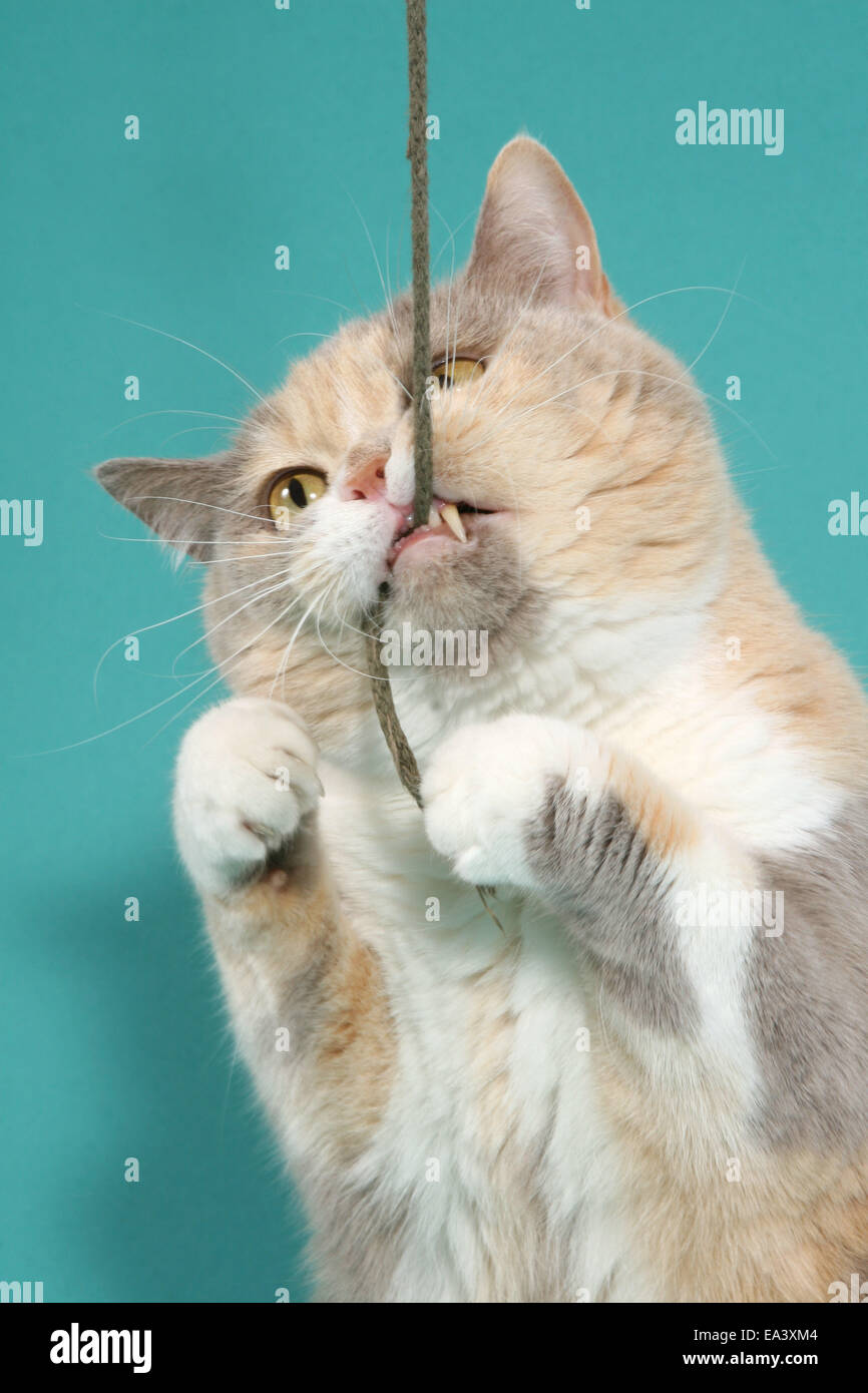 British ropes hi-res stock photography and images - Alamy