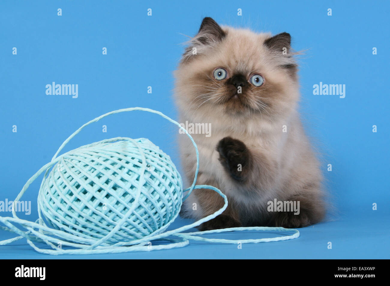 Persian Colourpoint Kitten Stock Photo - Alamy