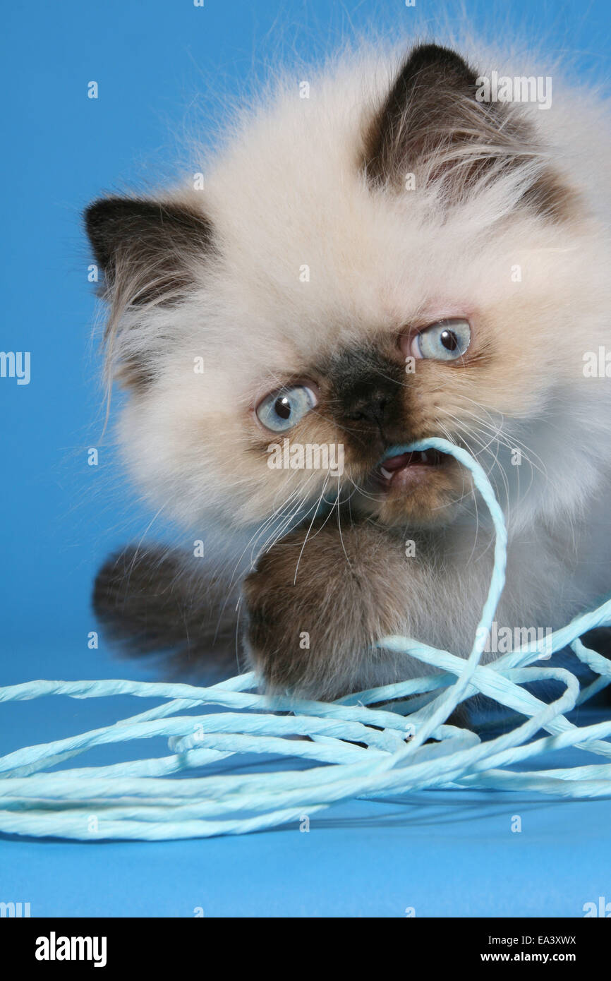 Persian Colourpoint Kitten Stock Photo - Alamy