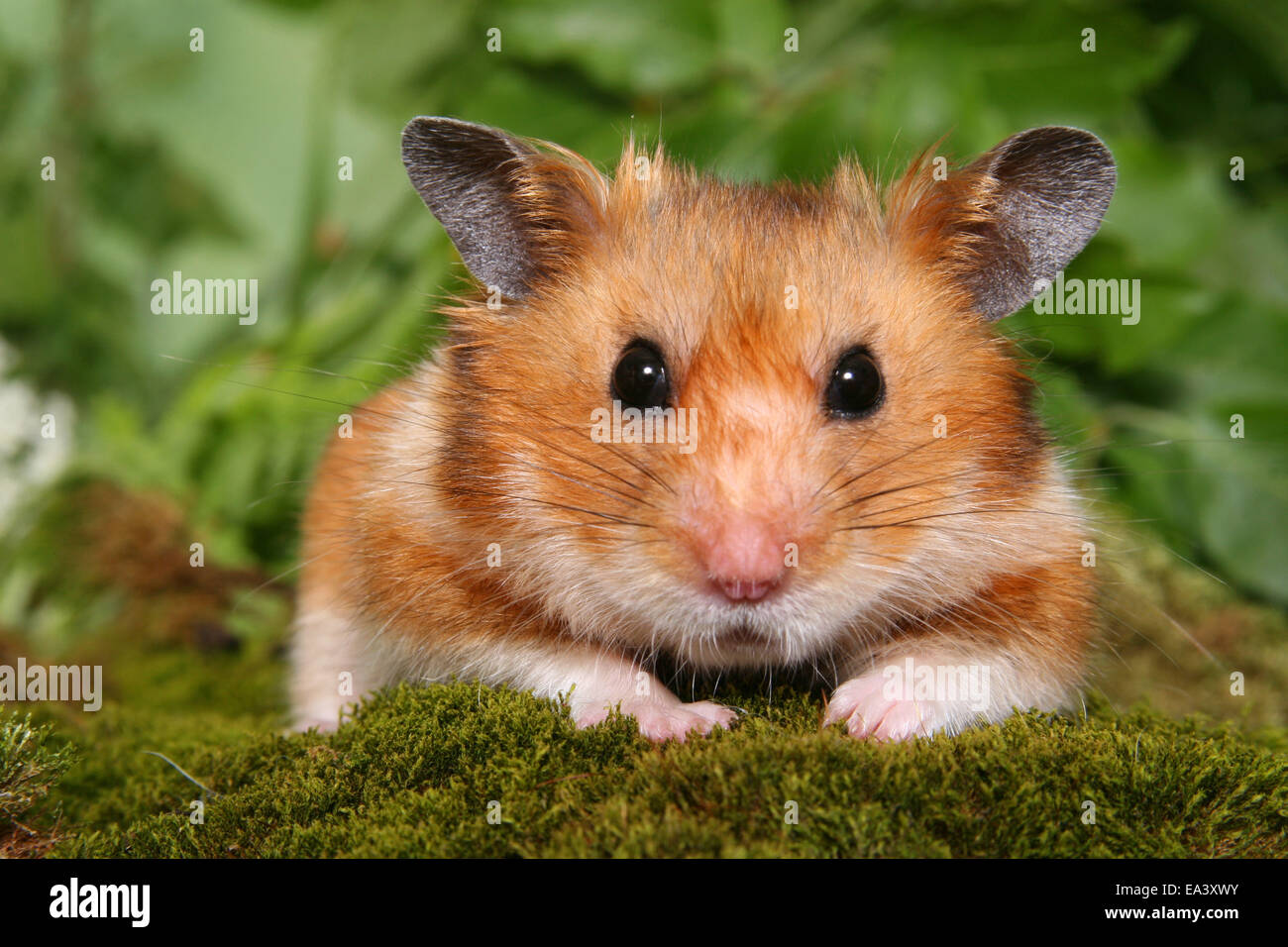 Syrian hamster hi-res stock photography and images - Alamy