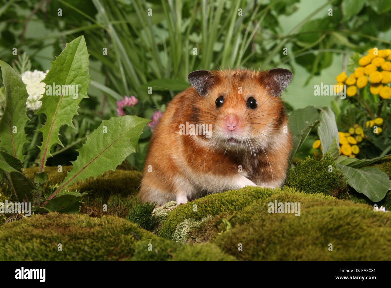 Small golden plants hi-res stock photography and images - Alamy