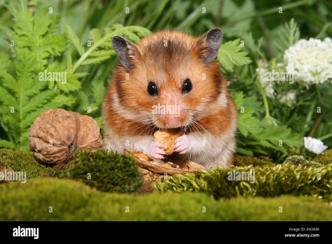 Male eating plants hi-res stock photography and images - Alamy