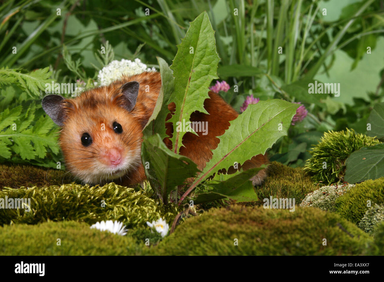 Hamster outside hi-res stock photography and images - Alamy