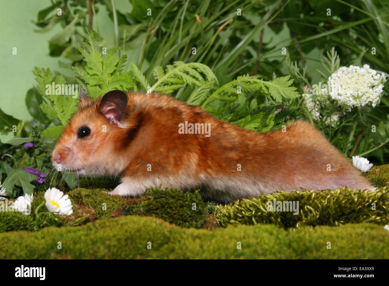 Animal male hi-res stock photography and images - Alamy