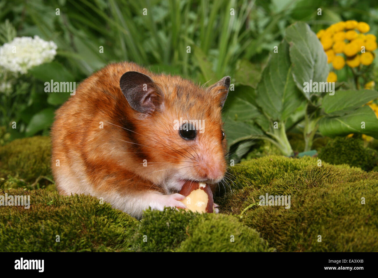 Male eating plants hi-res stock photography and images - Alamy
