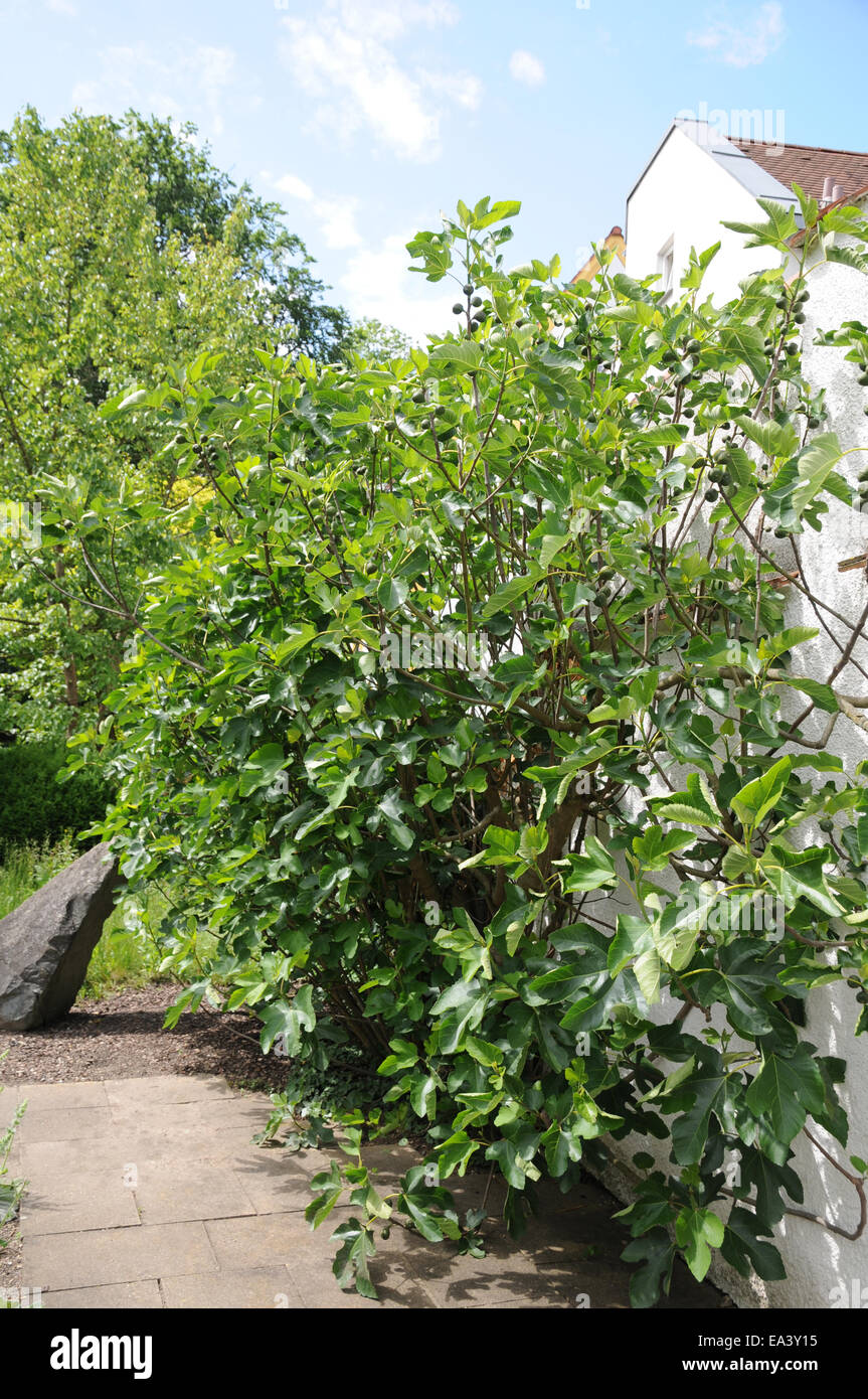 Fig bush hi-res stock photography and images - Alamy