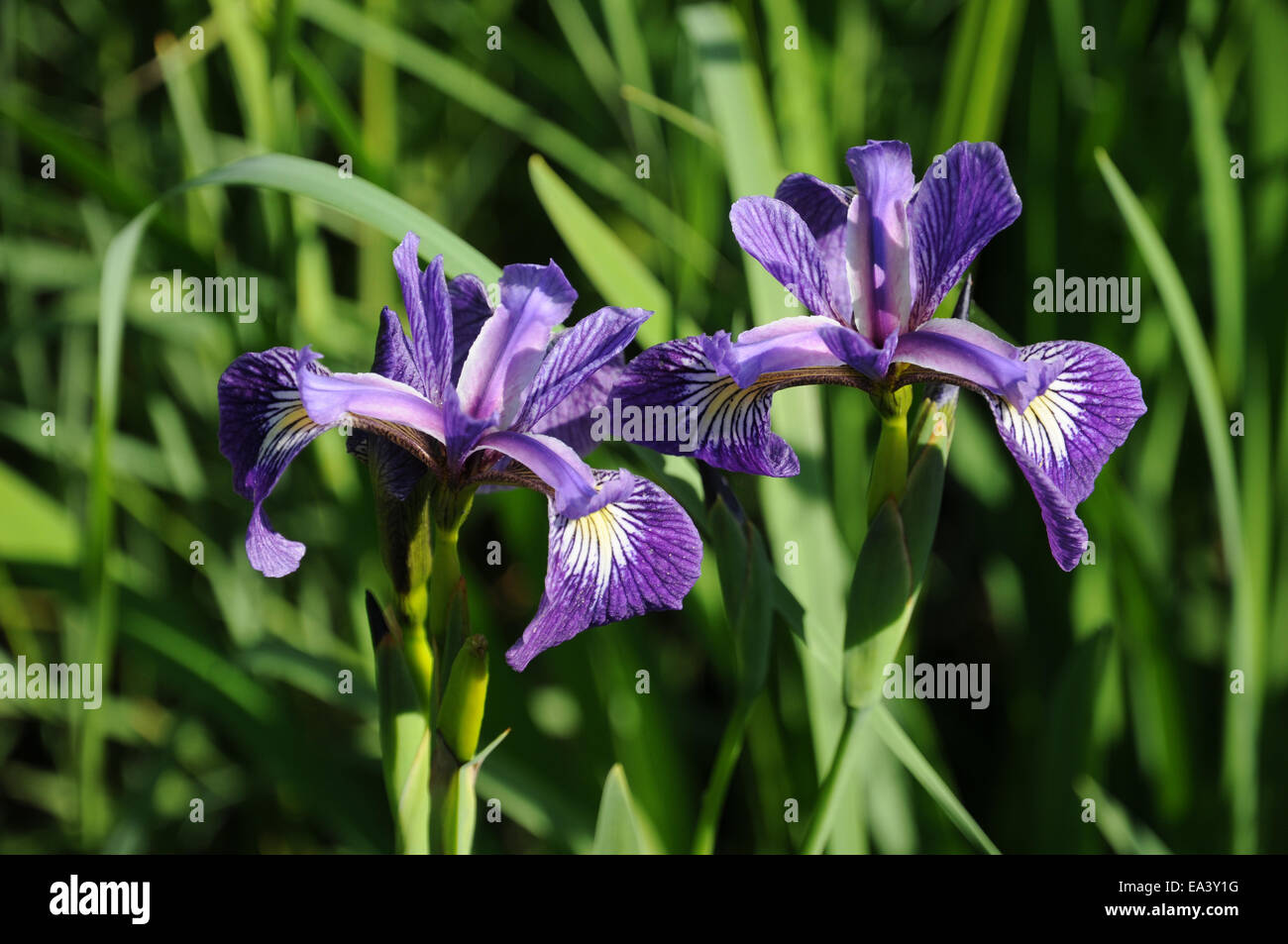 Larger blue flag hi-res stock photography and images - Alamy