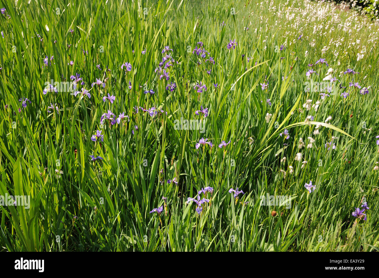 Blue flags hi-res stock photography and images - Alamy