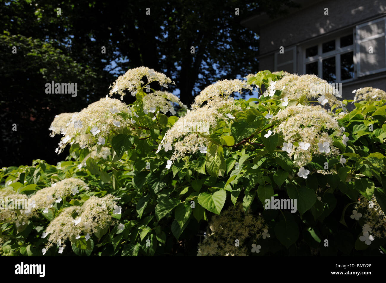 Climbing hydrangea hi-res stock photography and images - Alamy