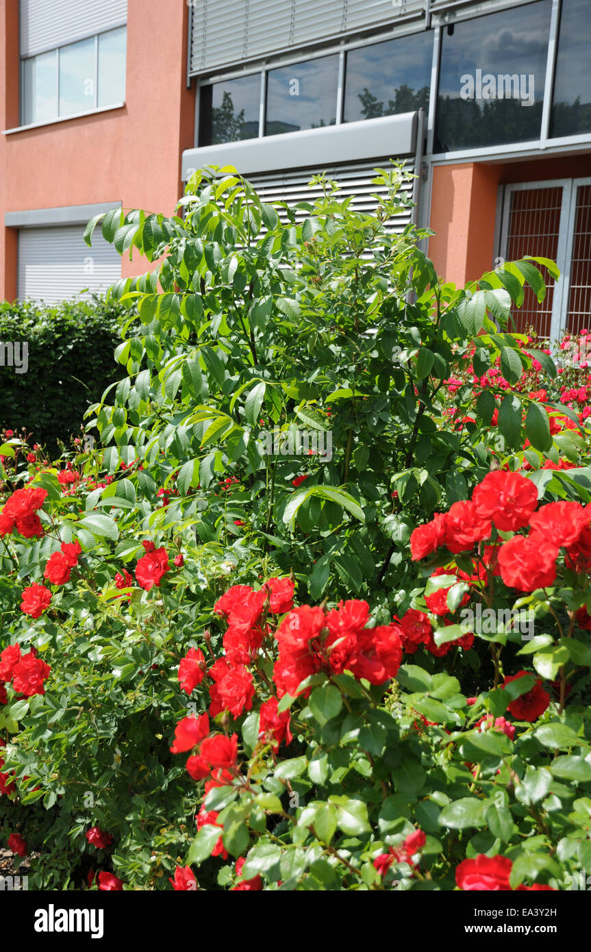 Walnut leaf tea hi-res stock photography and images - Alamy