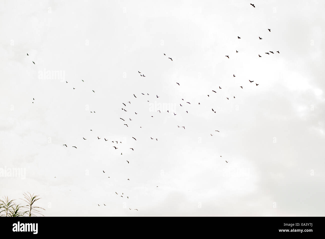 Crows flying hi-res stock photography and images - Alamy