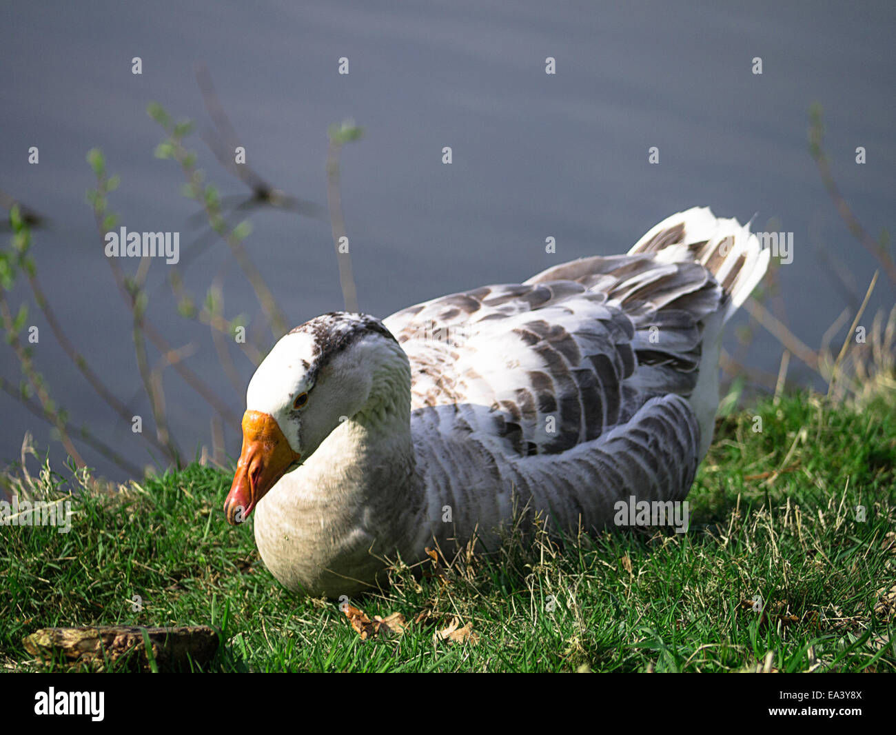 Grey goose anser on hi-res stock photography and images - Alamy