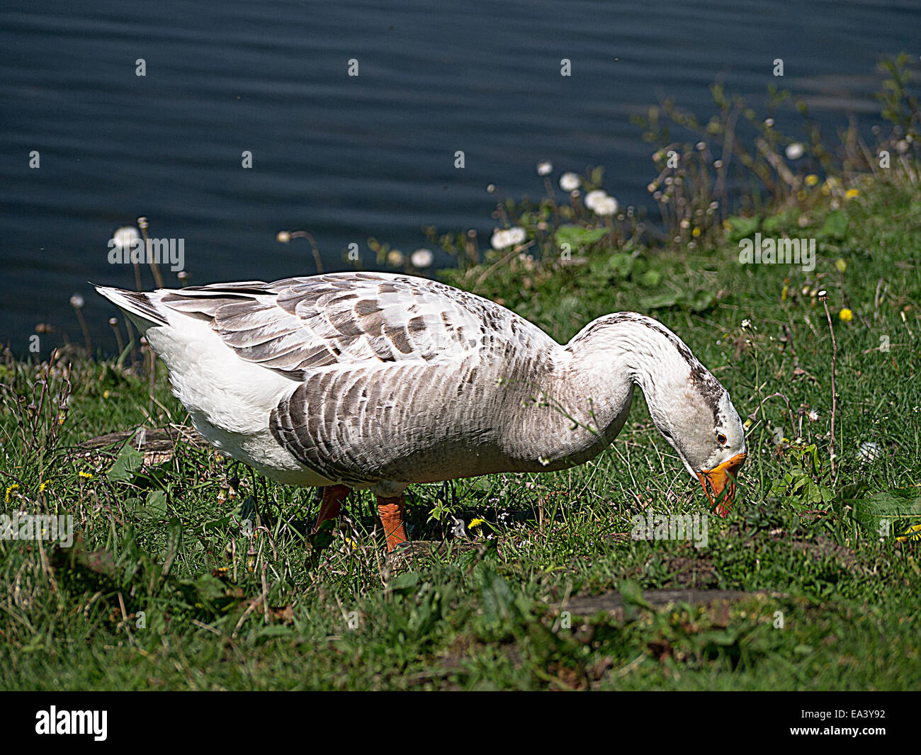 Grey goose on a Lake Stock Photo - Alamy