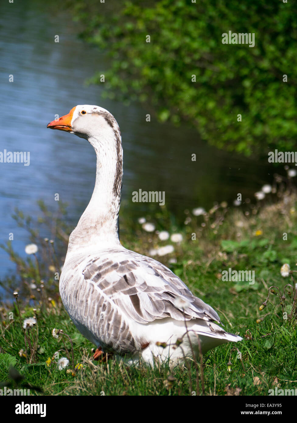 Grey goose at a lake Stock Photo - Alamy