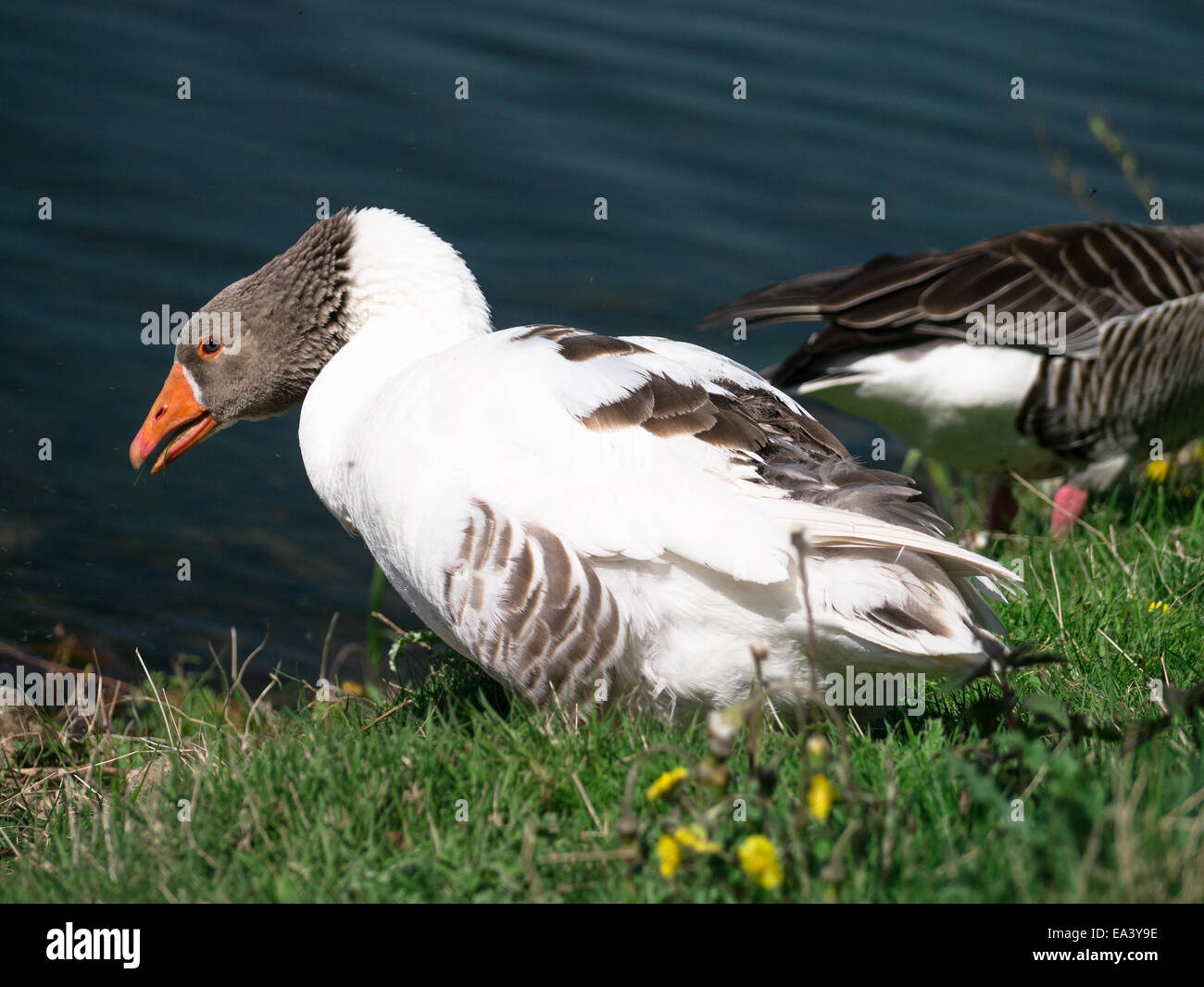 Geese by lake hi-res stock photography and images - Alamy