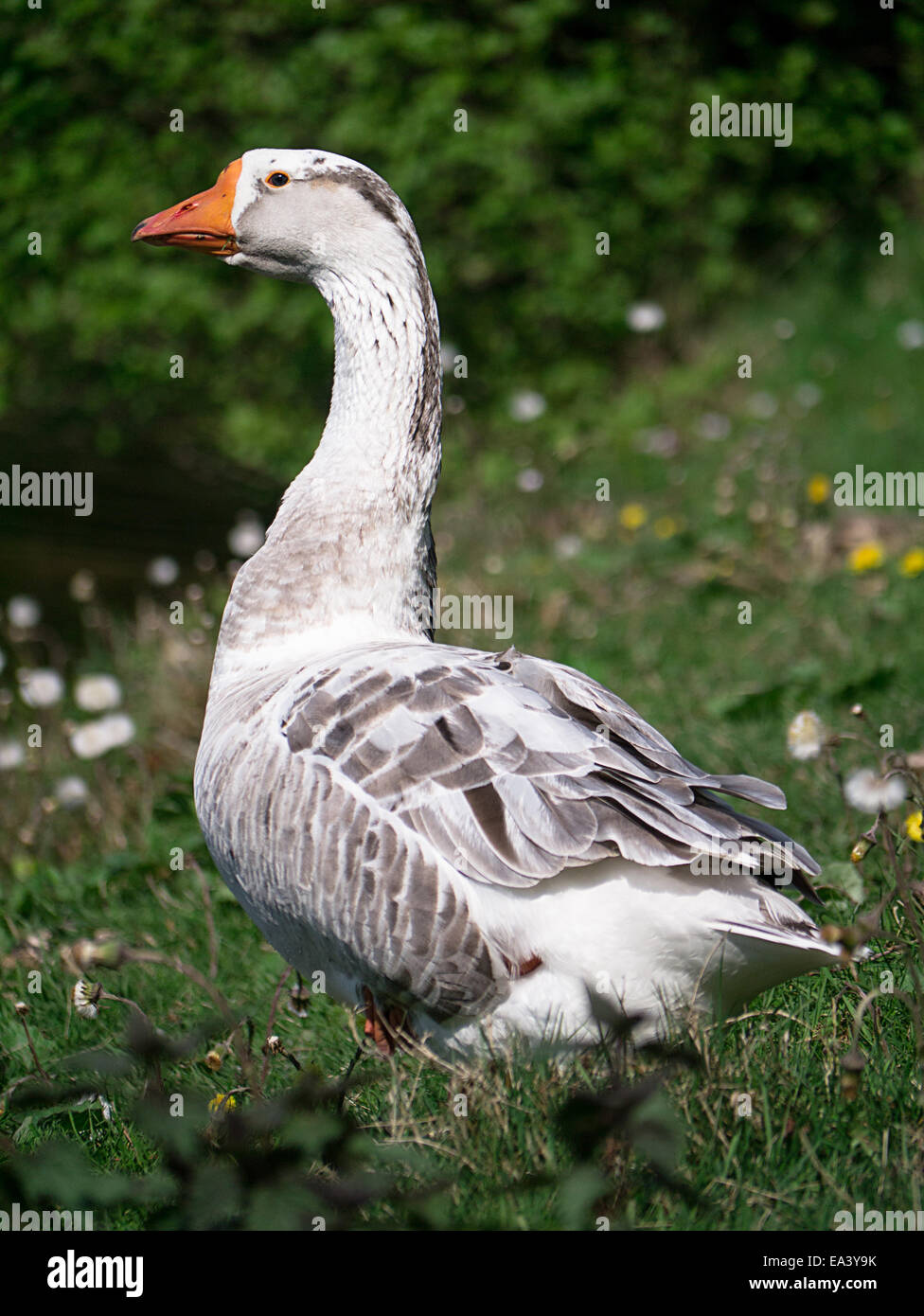 Grey goose at a lake Stock Photo - Alamy