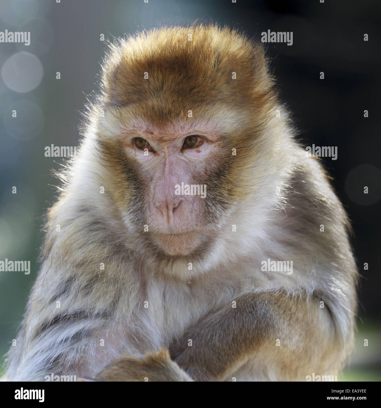 Common macaque hi-res stock photography and images - Alamy