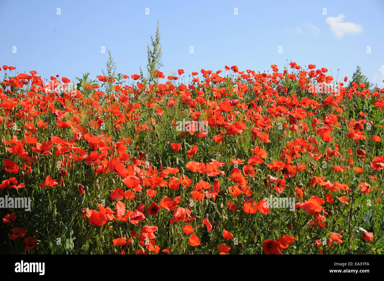 Mohnblumen bluten hi-res stock photography and images - Alamy