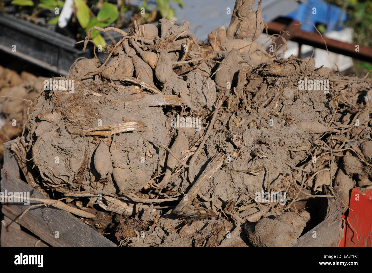 Dahlia root hi-res stock photography and images - Alamy