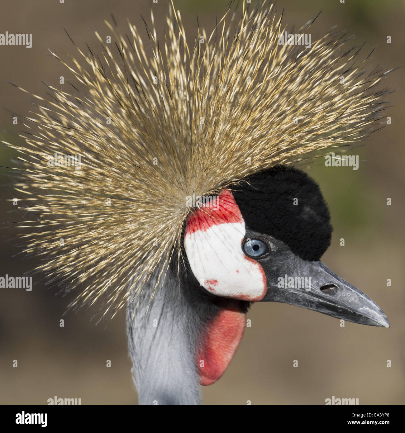 gray crowned crane Stock Photo - Alamy