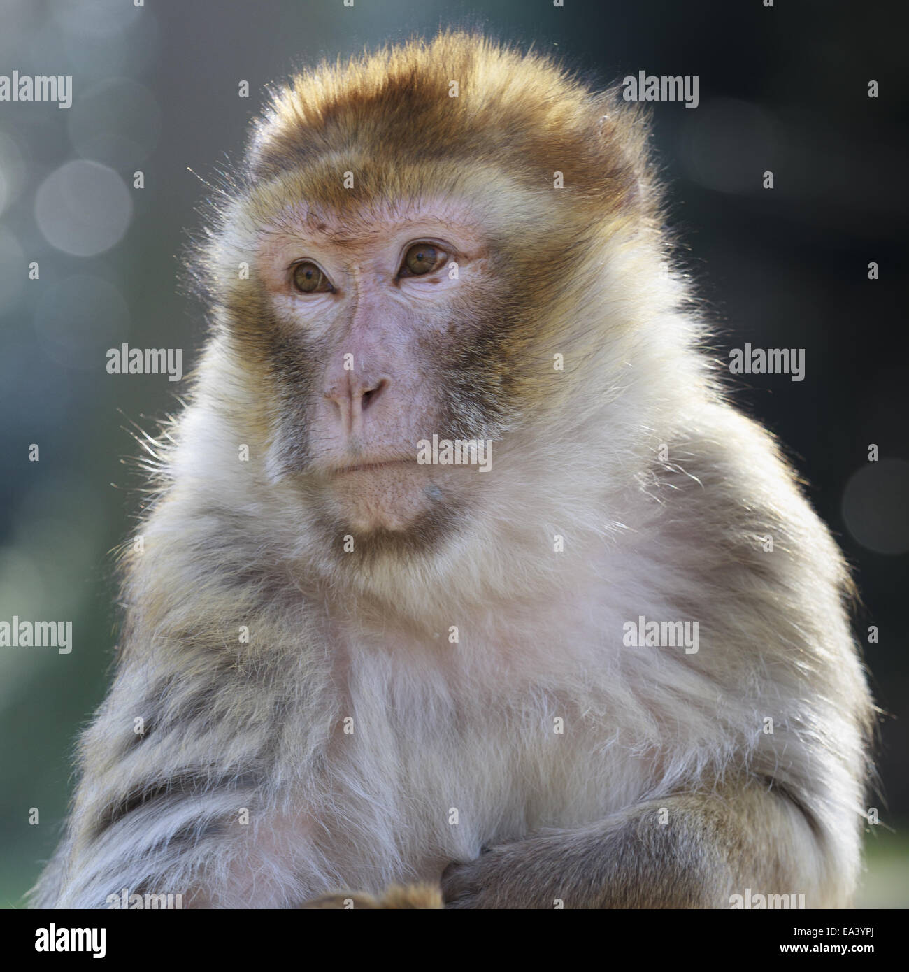 Babary macaque hi-res stock photography and images - Alamy Babary macaque hi-res stock photography and images - Alamy