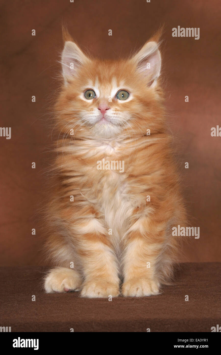 Maine Coon Kitten Stock Photo - Alamy