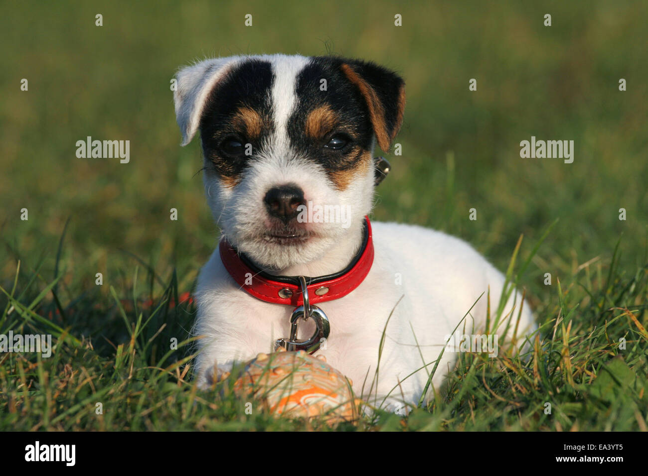 Parson Russell Terrier Puppy Stock Photo - Alamy