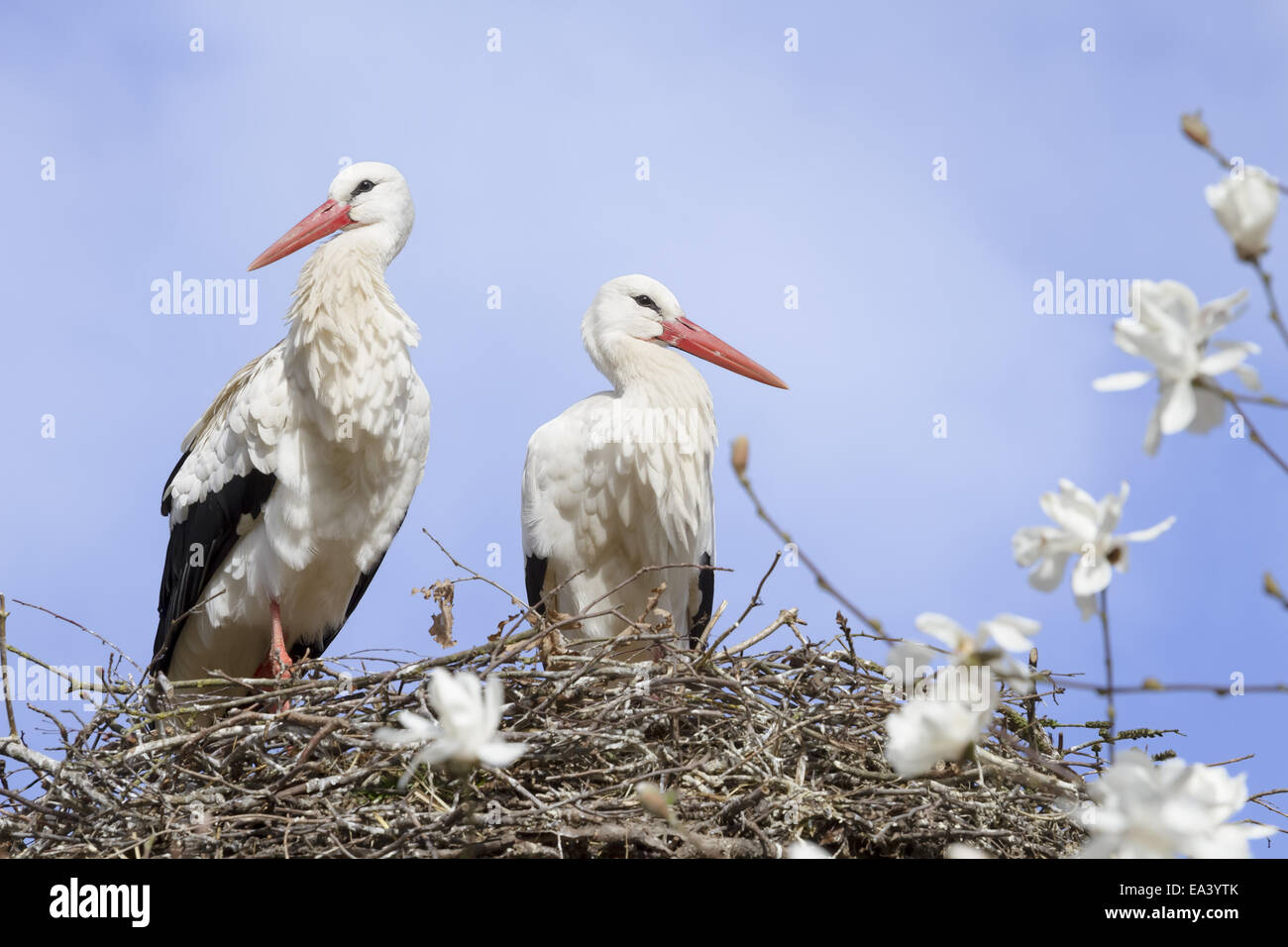 Animales homeotermos hi-res stock photography and images - Alamy