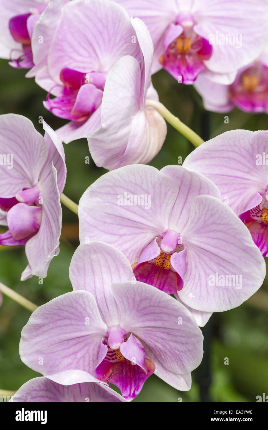 Orchideen hybride hi-res stock photography and images - Alamy